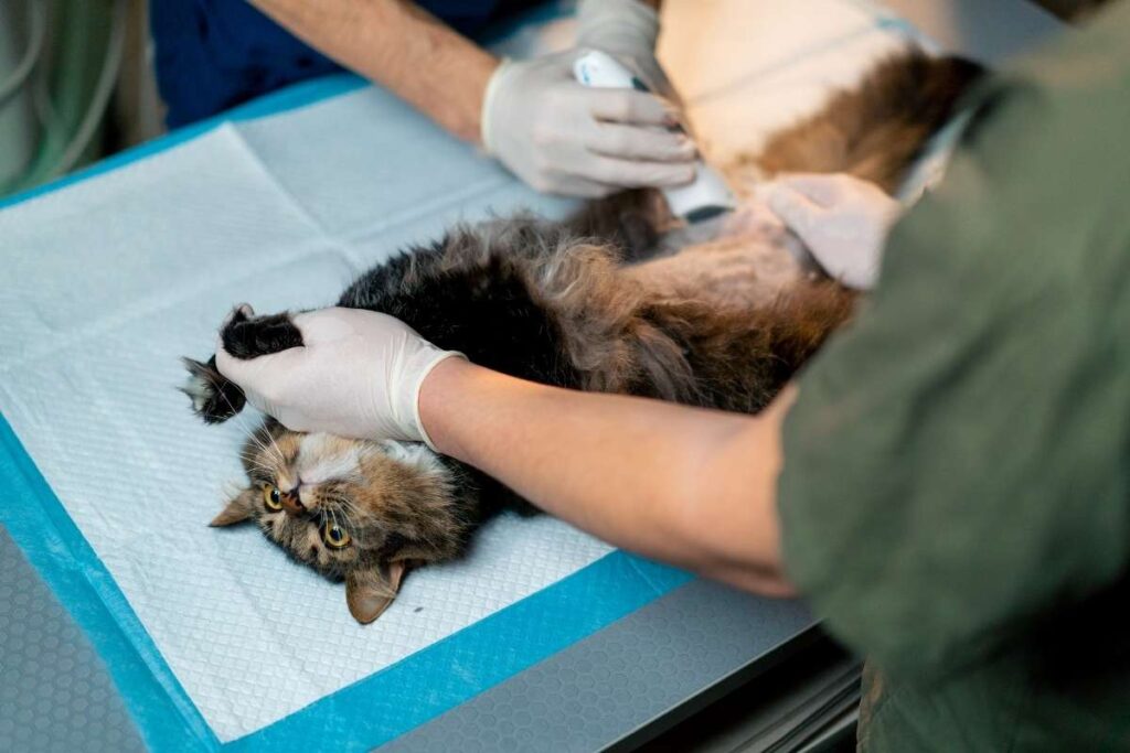 Dog Spay vs Neuter: Benefits & Key Differences